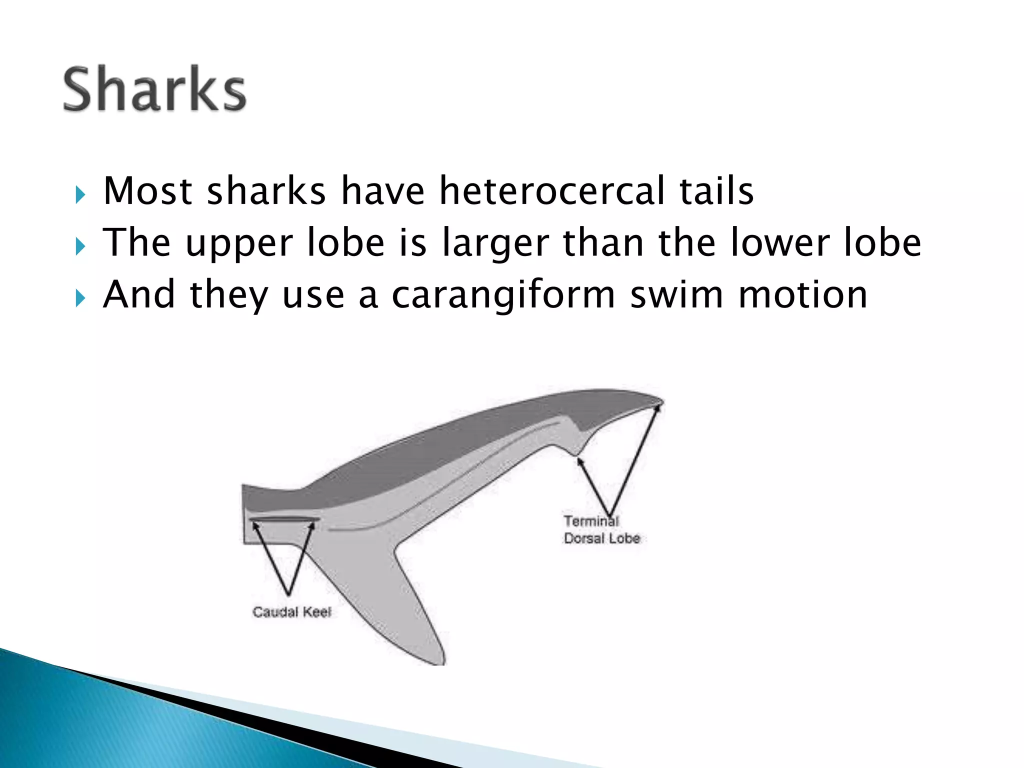 Shark basics | PPTX