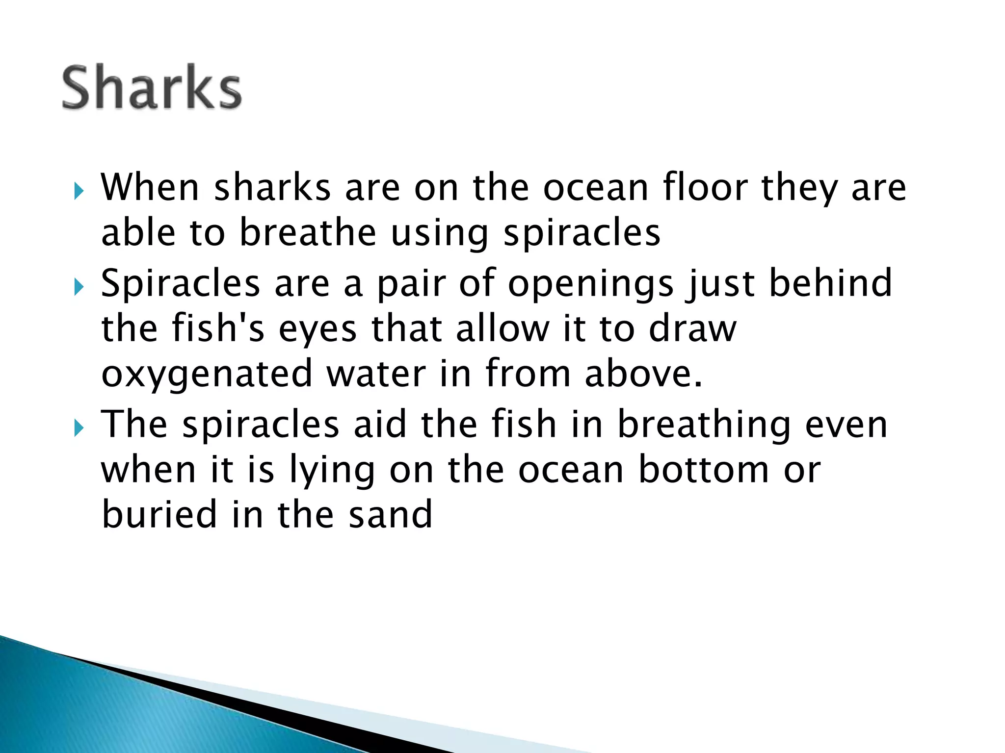 Shark basics | PPTX