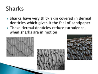 Shark basics | PPTX