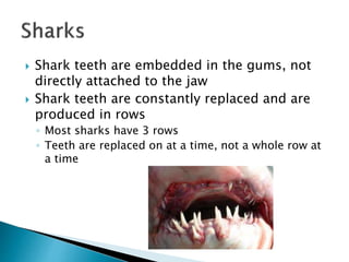 Shark basics | PPTX