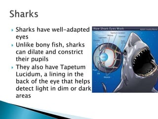Shark basics | PPTX