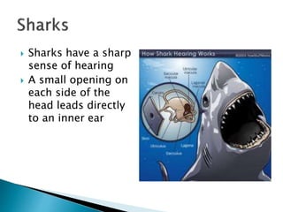 Shark basics | PPTX