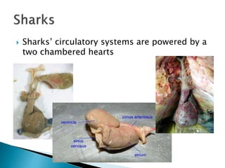Shark basics | PPTX