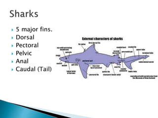 Shark basics | PPTX