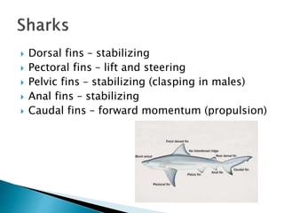 Shark basics | PPTX