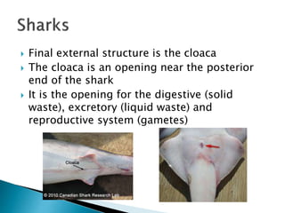 Shark Excretory System