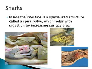 Shark Digestive System