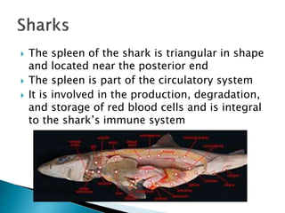 Shark Circulatory System
