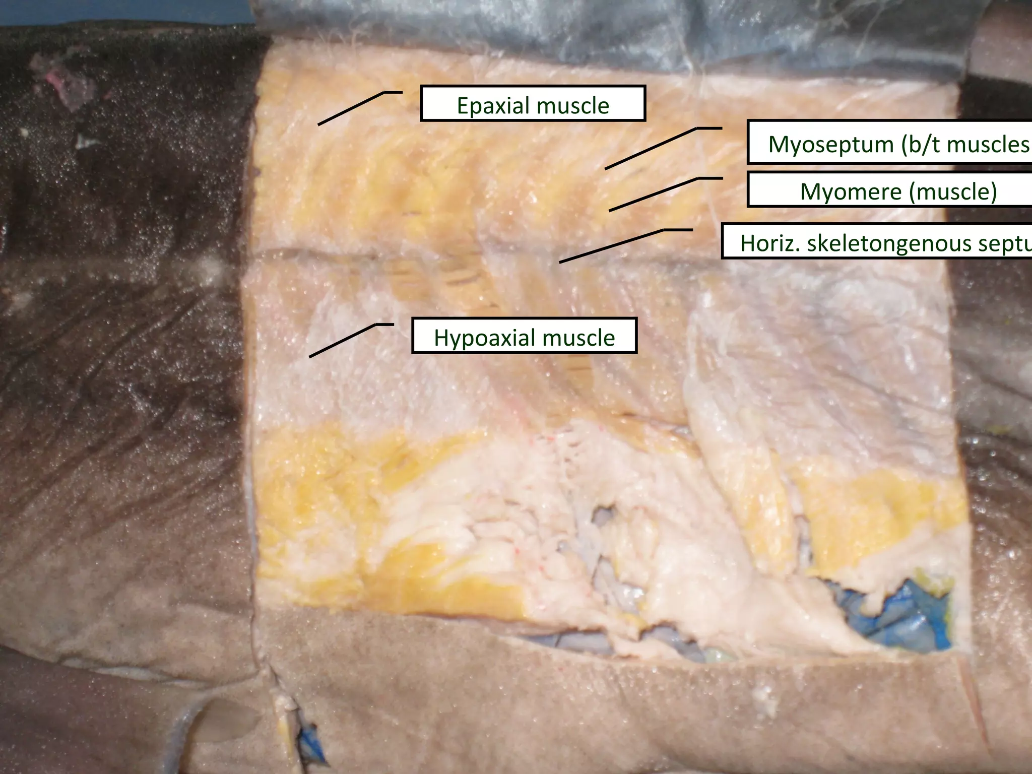 Shark & Cat Dissection | PPT