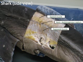 Shark & Cat Dissection | PPT