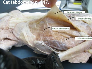 External Oblique Cat