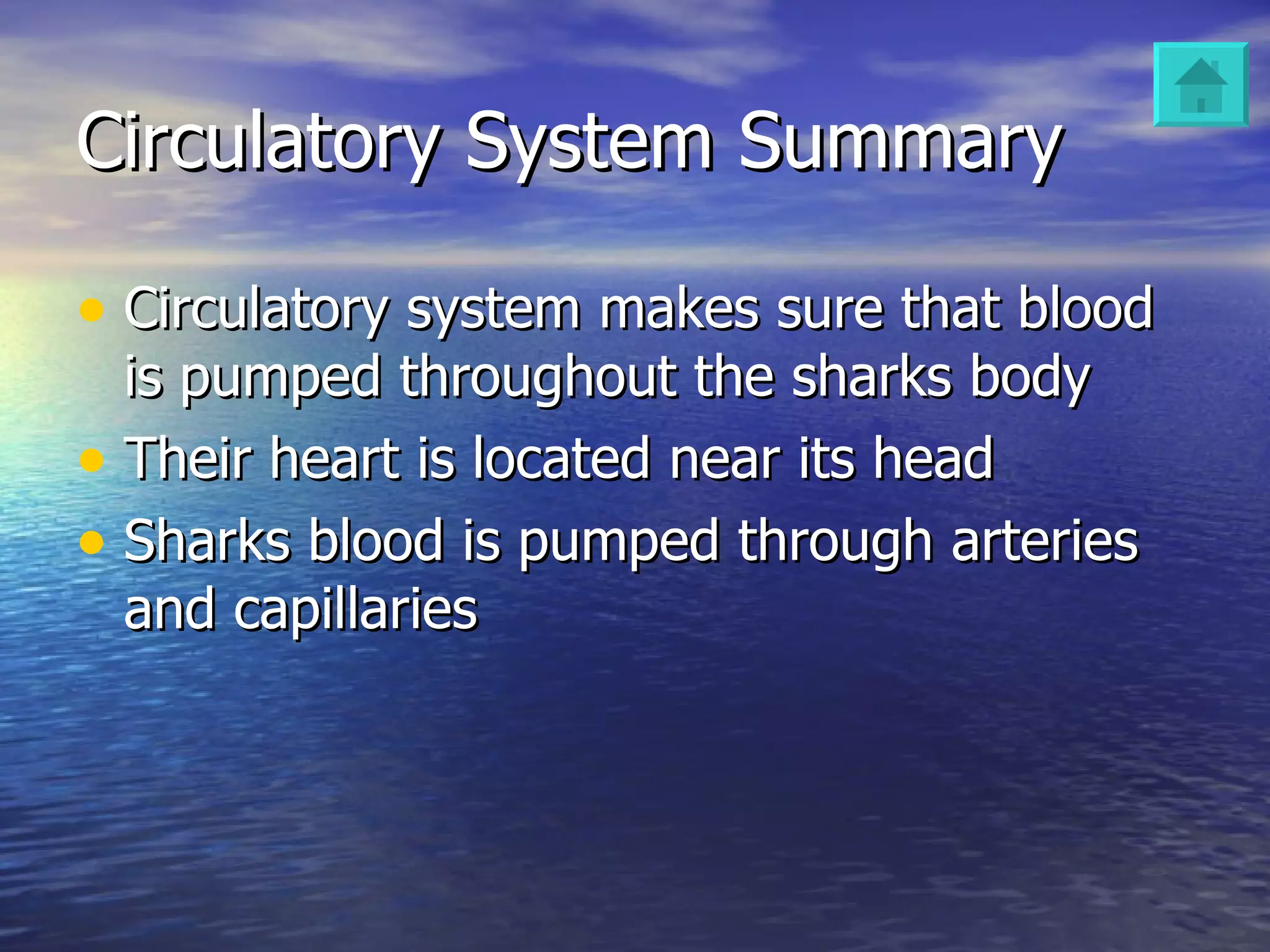 Shark disection | PPT