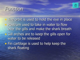 Shark disection | PPT