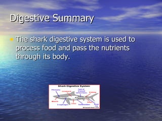 Shark disection | PPT