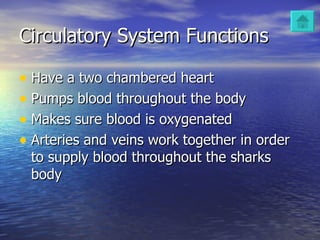 Shark disection | PPT