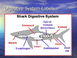 Dogfish Shark Digestive System
