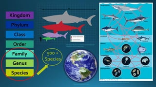 Shark dissection | PPTX