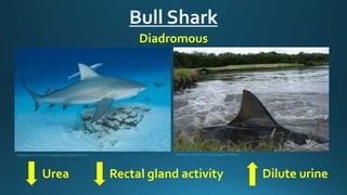 Shark dissection | PPTX