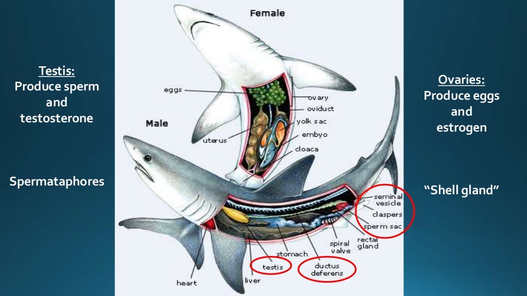 Shark dissection