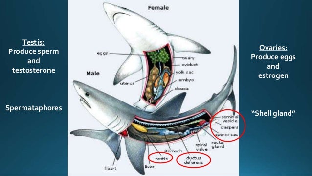 Shark dissection
