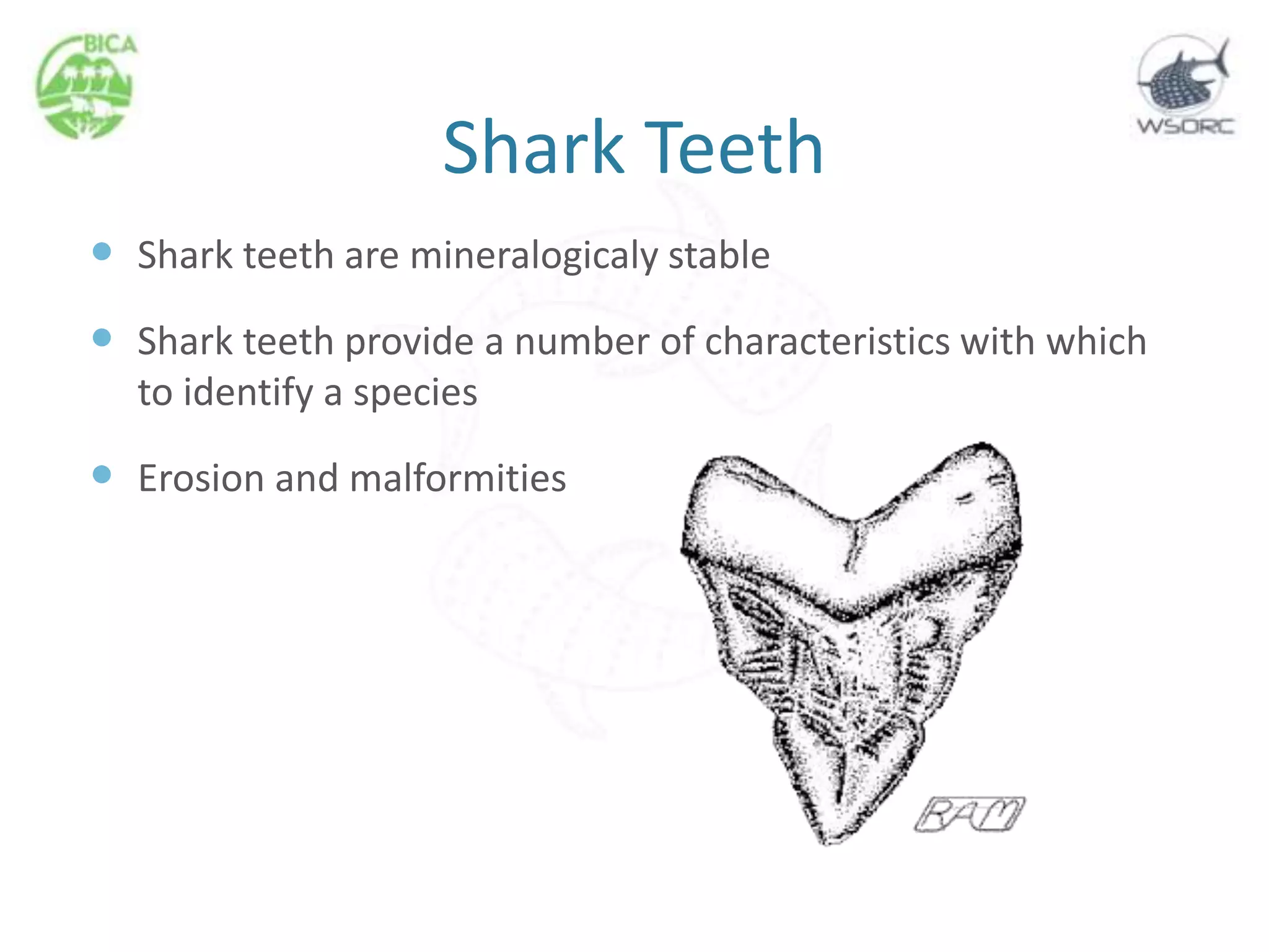 Shark evolution | PPTX