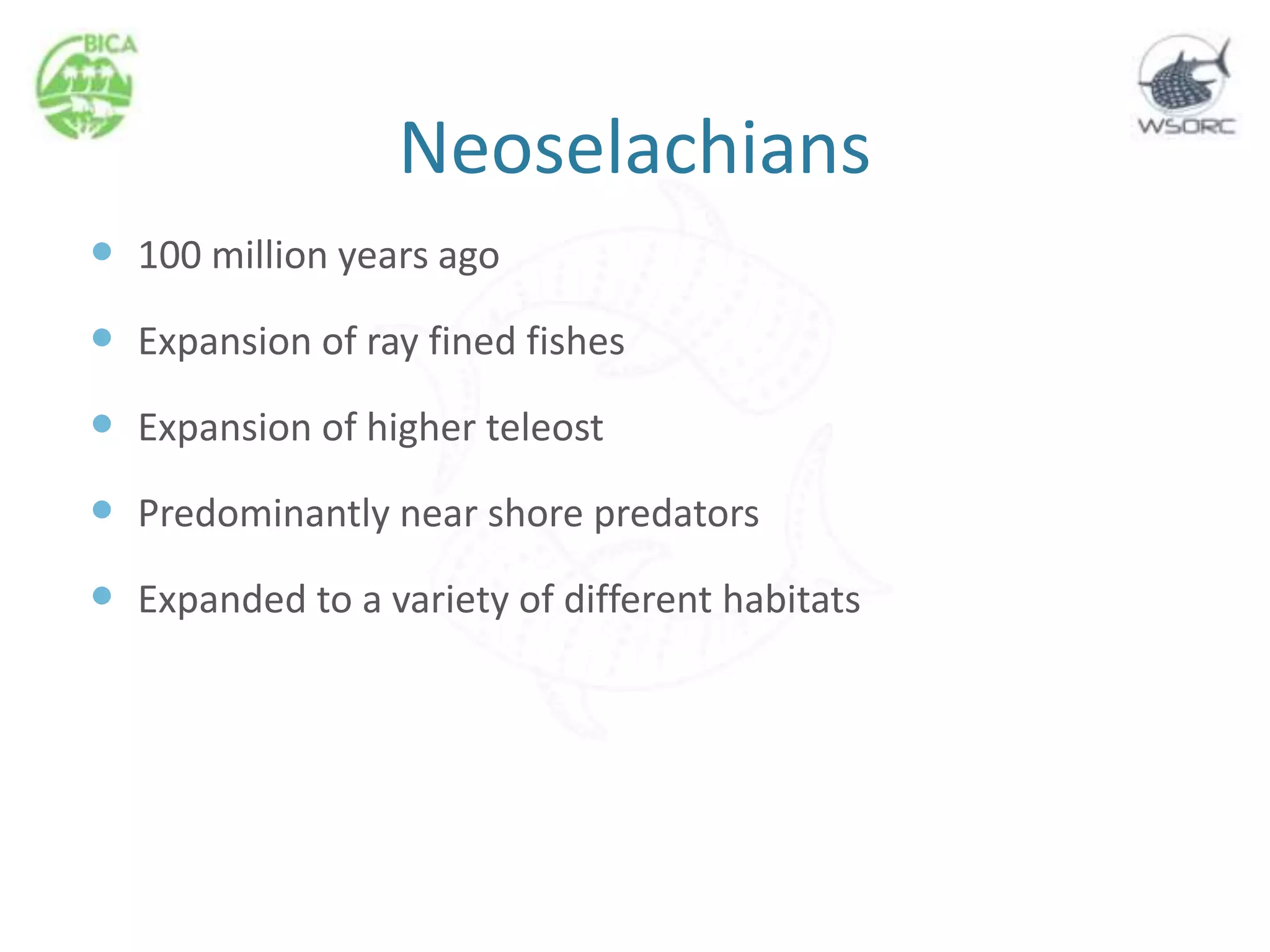 Shark evolution | PPTX