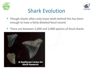 Shark evolution | PPTX