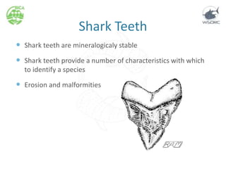 Shark evolution | PPTX