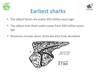 Shark evolution | PPTX