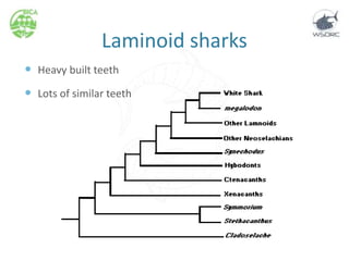 Shark Evolutionary Tree