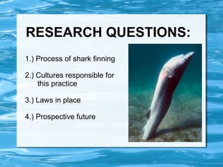 Shark Finning Process