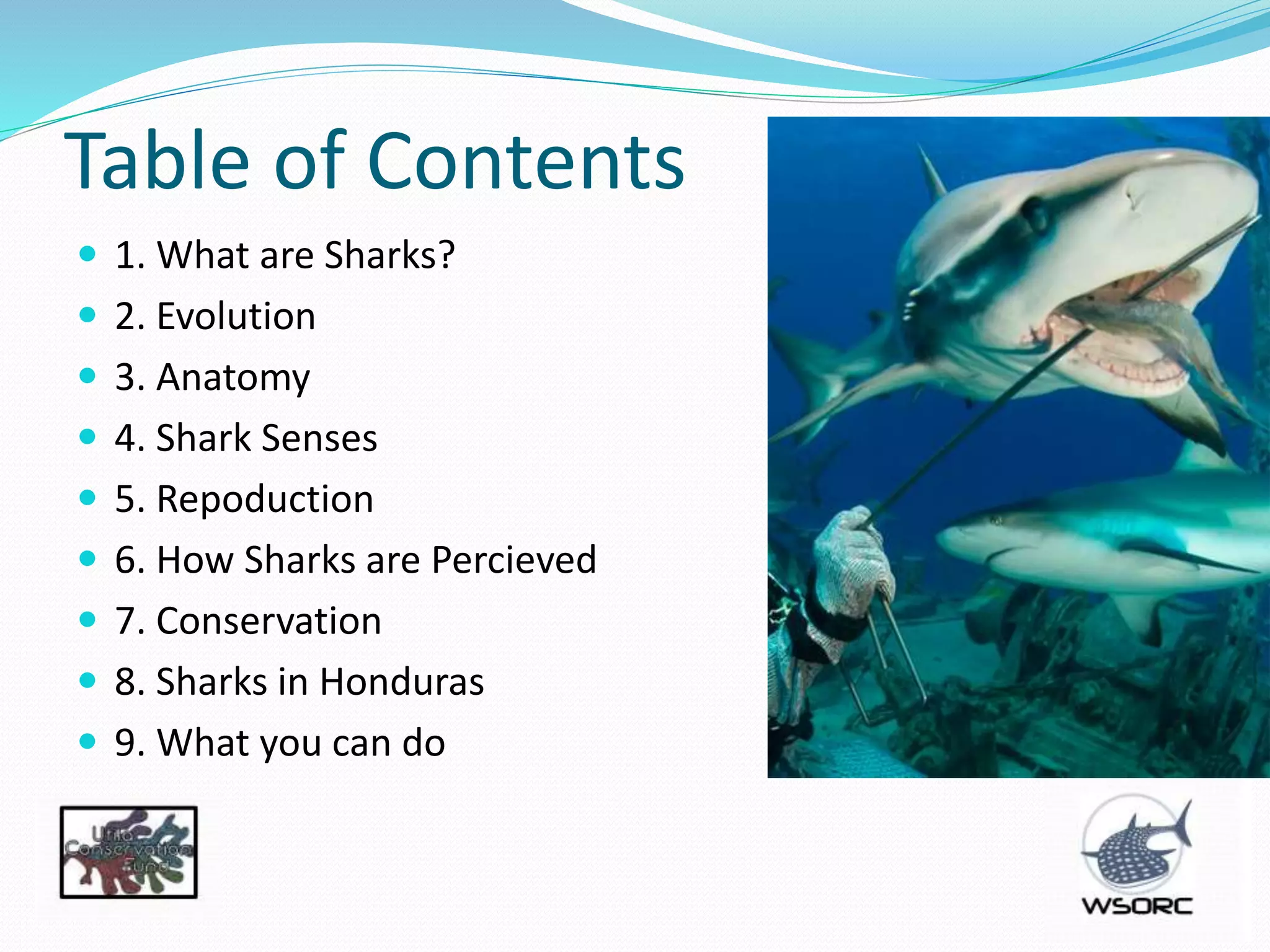 Shark general oj | PPTX | Fish and Aquariums | Pets