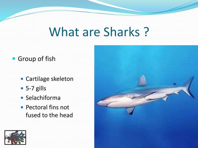 Shark general oj | PPT