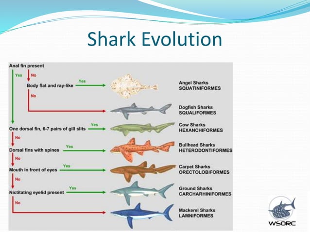 Shark general oj | PPT