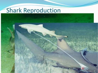 Shark general oj | PPTX