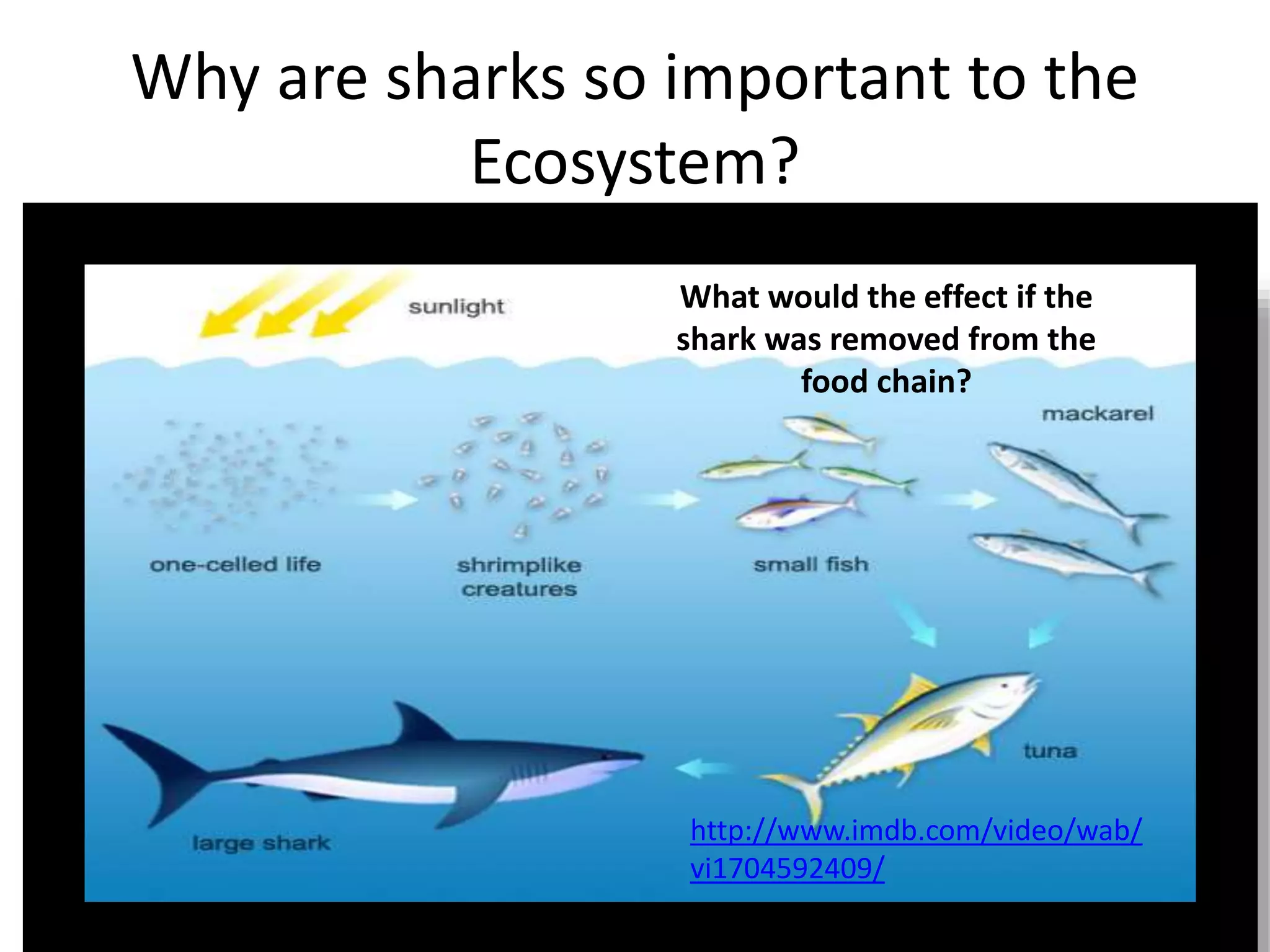 Sharks in the ecosystem | PPTX