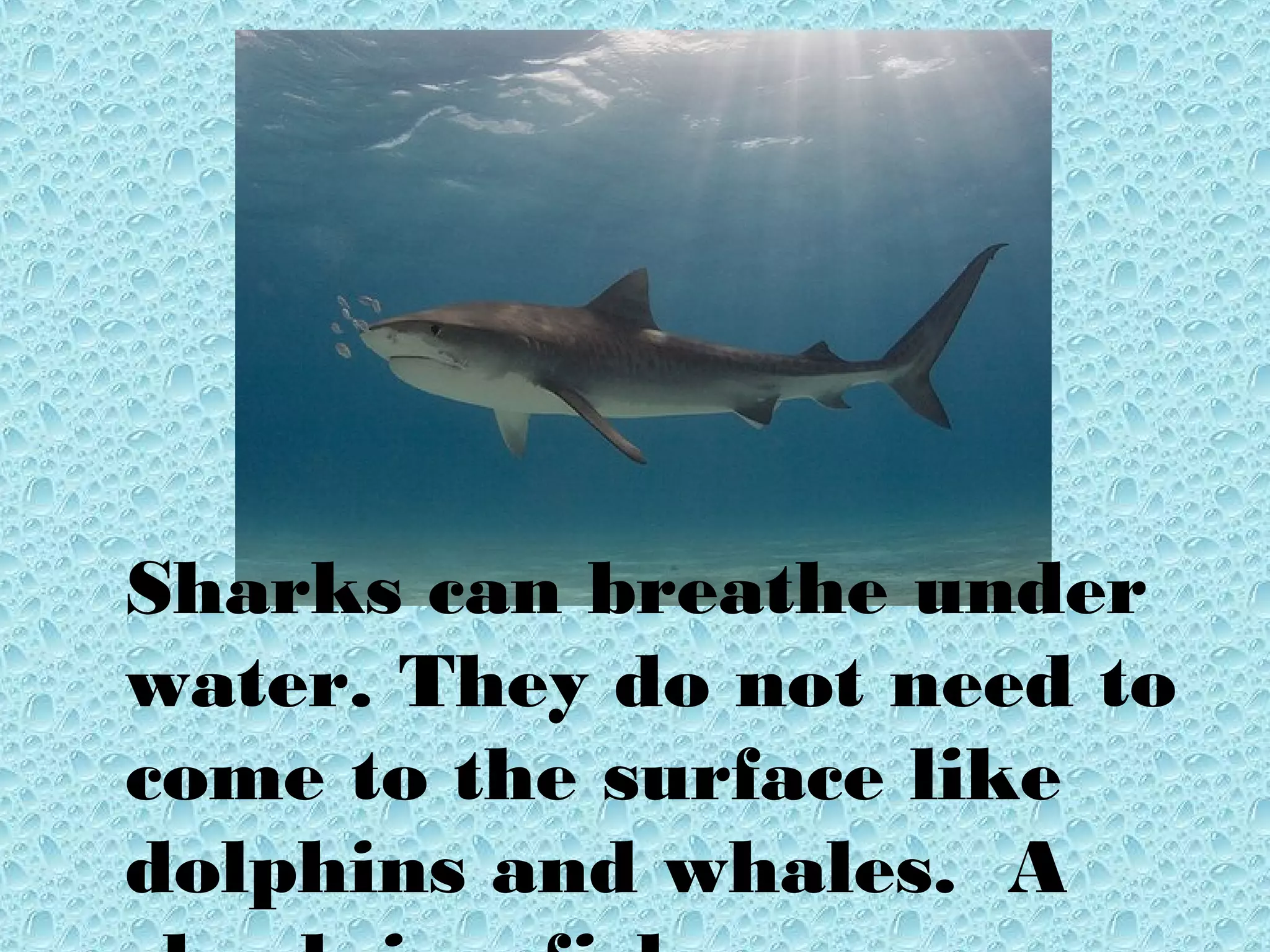 Shark powerpoint | PPT