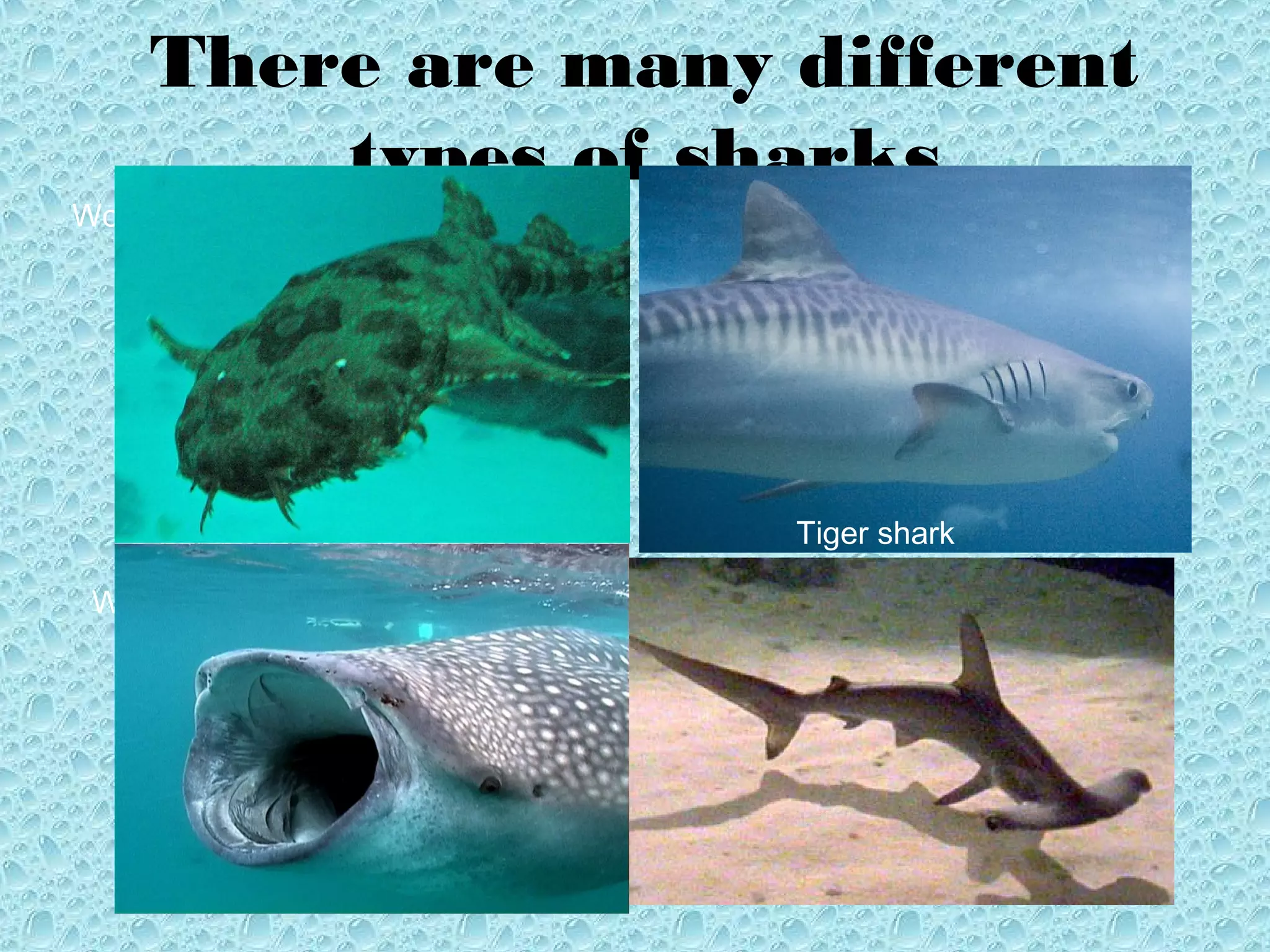 Shark powerpoint | PPT