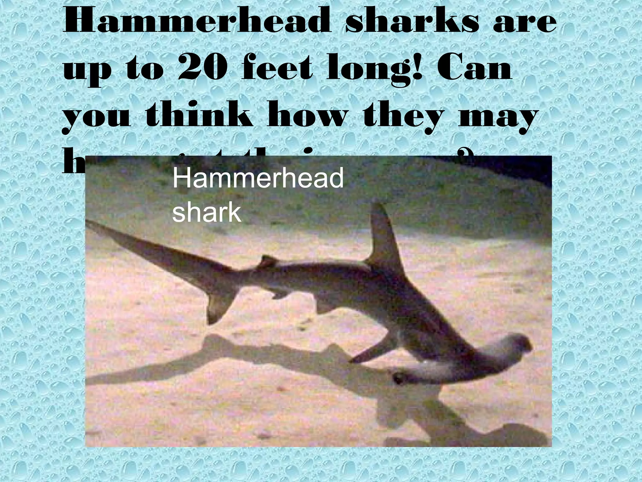 Shark powerpoint | PPT