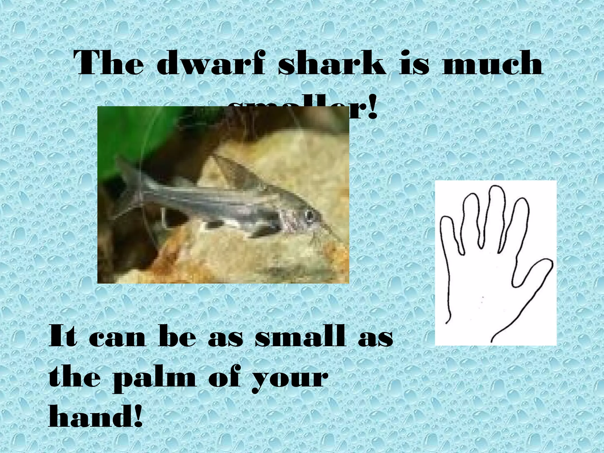 Shark powerpoint | PPT