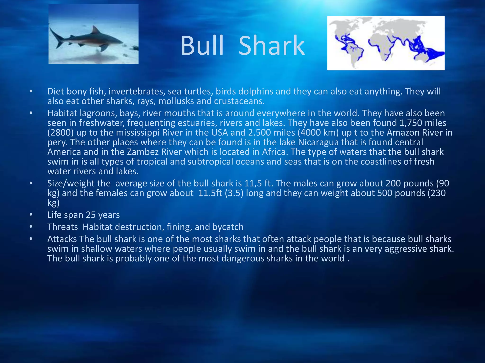 Shark powerpoint | PPT