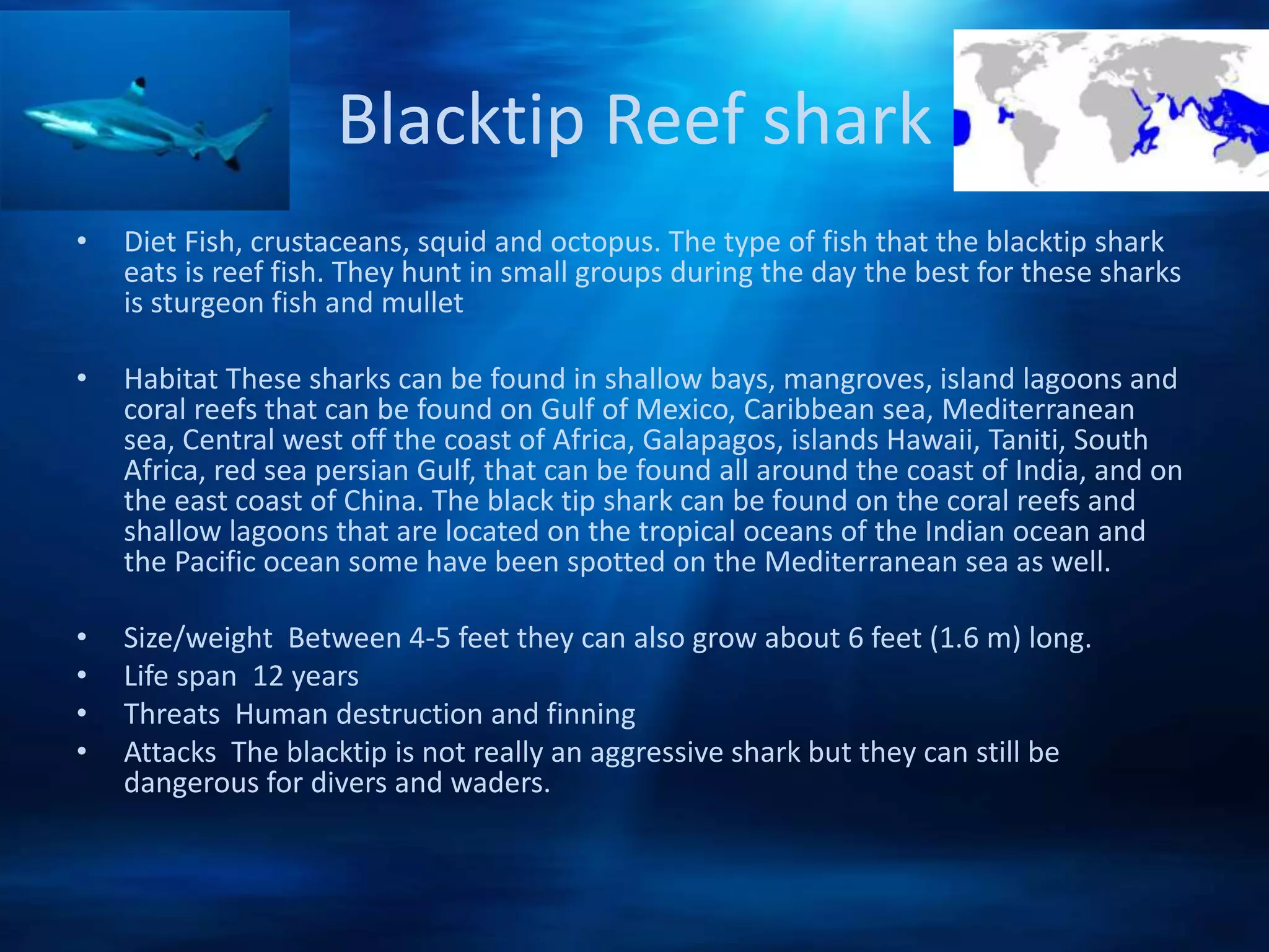 Shark powerpoint | PPT