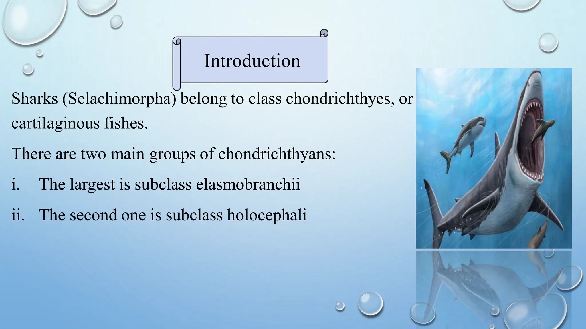 Shark introduction Morphology and its behaviour characteristics | PDF