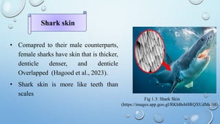 Shark introduction Morphology and its behaviour characteristics | PDF