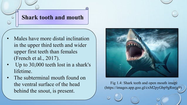 Shark introduction Morphology and its behaviour characteristics | PDF