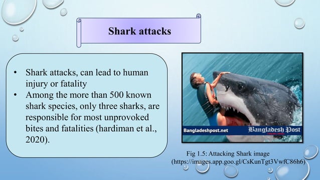 Shark introduction Morphology and its behaviour characteristics | PDF