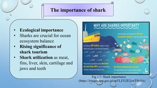 Shark introduction Morphology and its behaviour characteristics | PDF