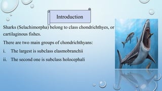 Shark introduction Morphology and its behaviour characteristics | PDF