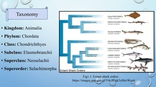Shark introduction Morphology and its behaviour characteristics | PDF