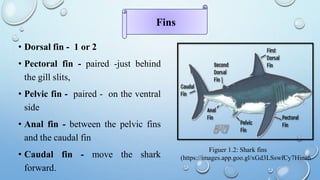 Shark introduction Morphology and its behaviour characteristics | PDF